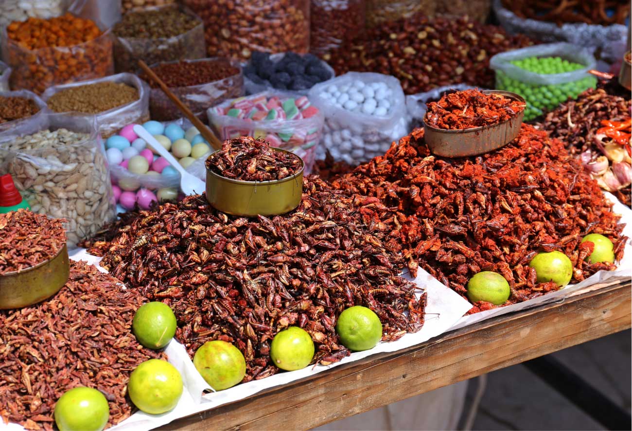 Micratena AC | Entomo-Culture: The Role of Insects in Mexican Traditions