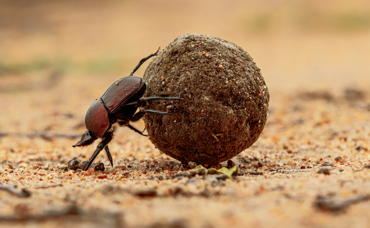 Micratena AC | Entomo-Agriculture: Sustainable Practices for Insect ...